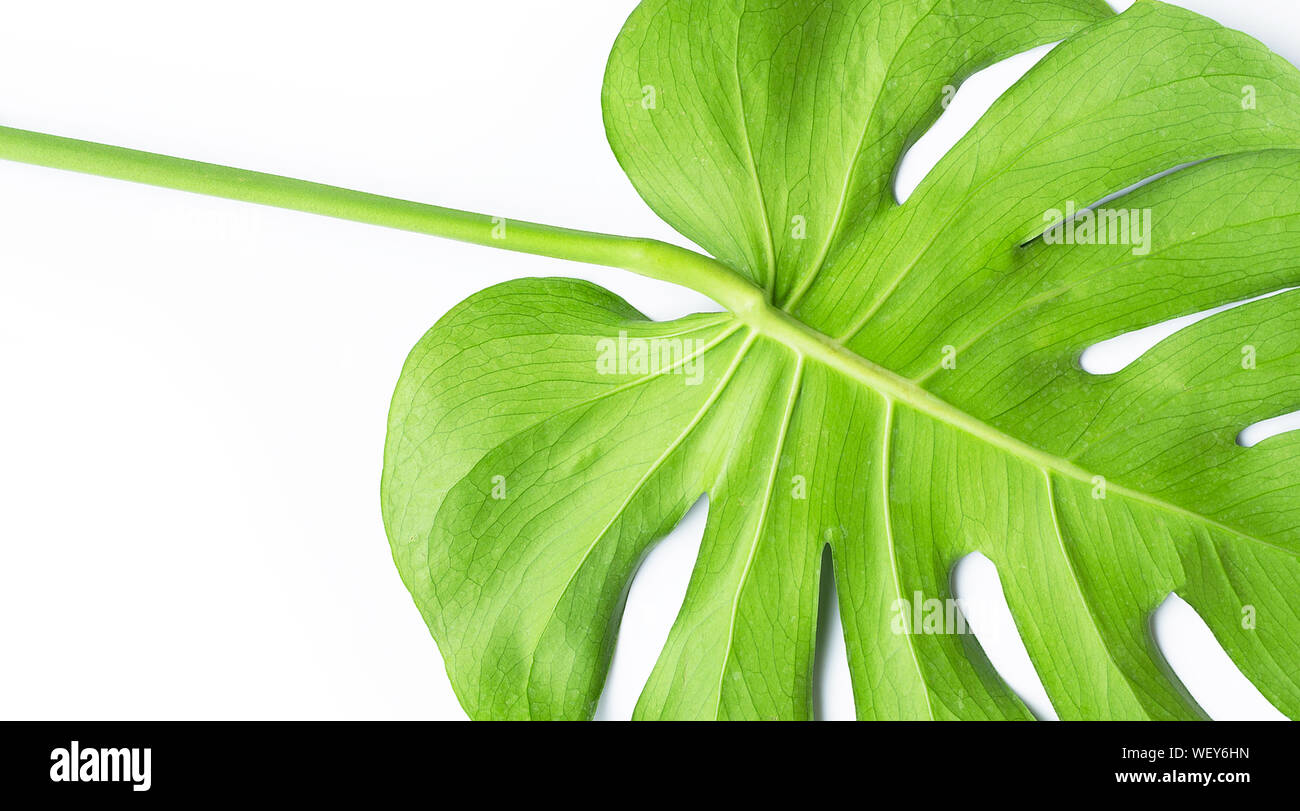 Monstera plant leaf on white background Stock Photo - Alamy