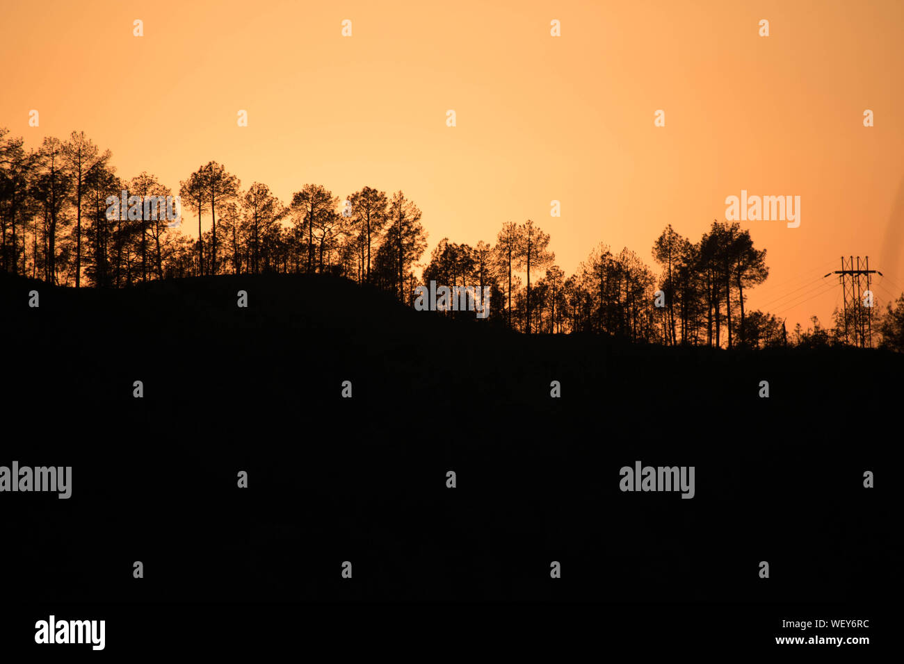 Silhouette of a sunset in forest with a yellow background Stock Photo ...