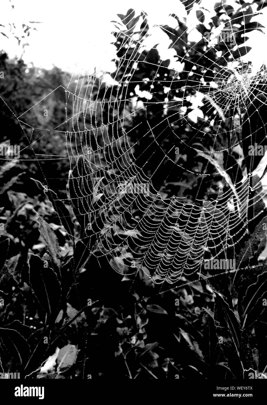 Close up spider web on branch hi-res stock photography and images - Alamy