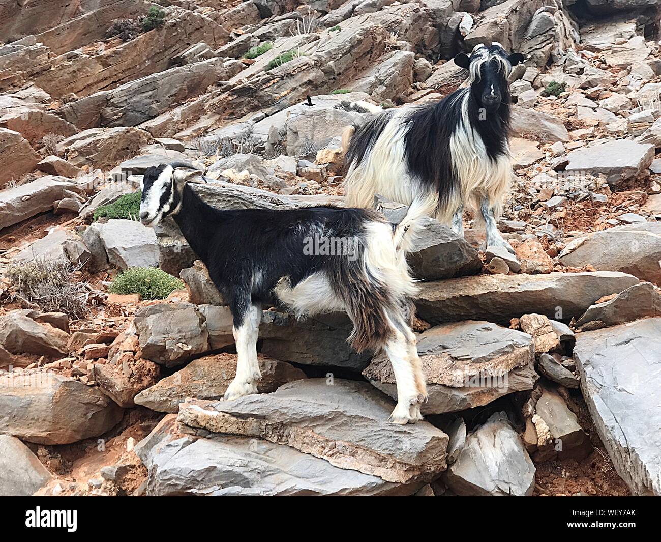 Two standing goats hi-res stock photography and images - Alamy