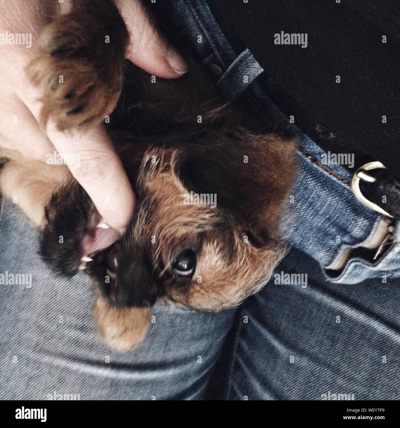 Man carrying puppy hi-res stock photography and images - Alamy