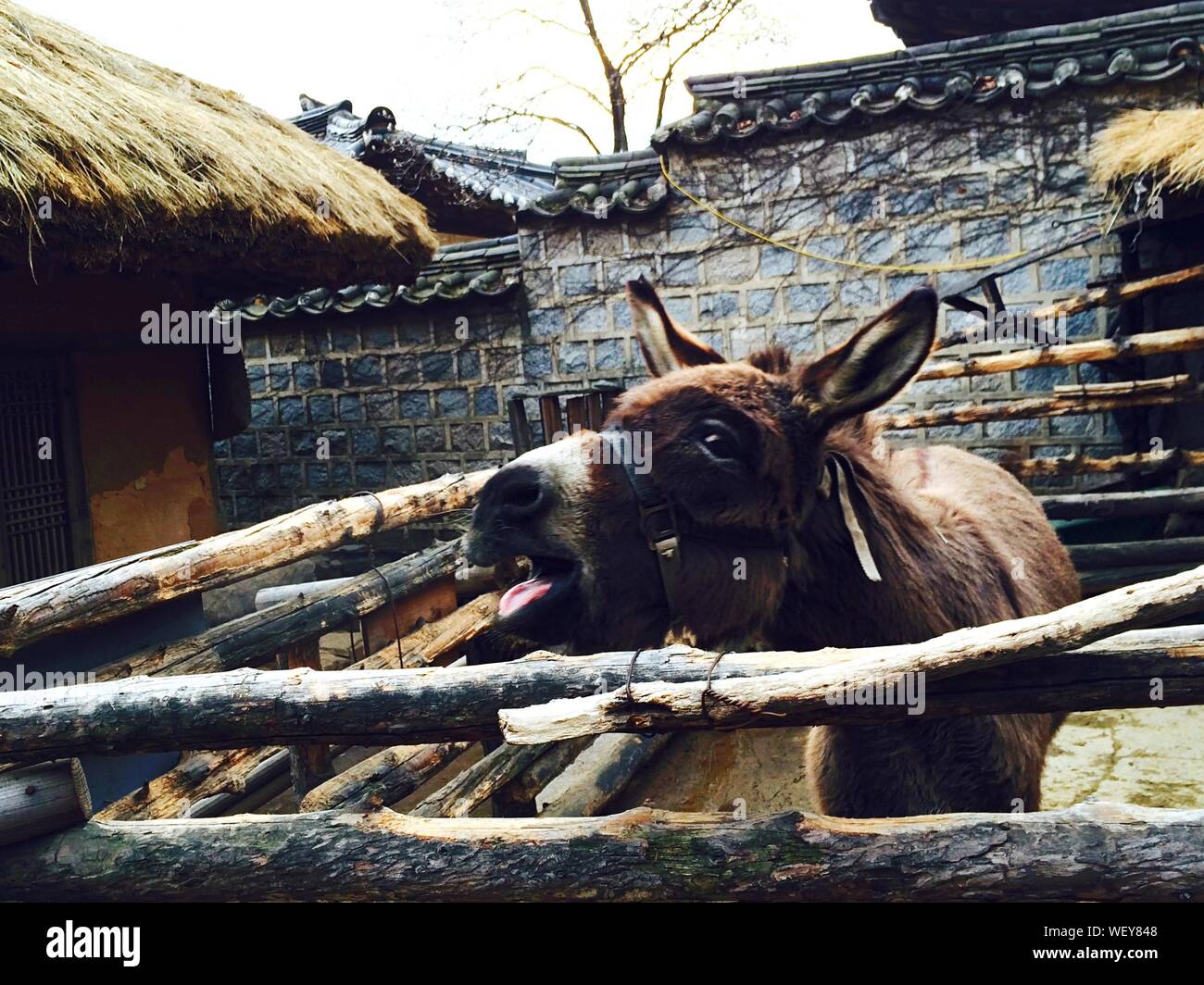 House donkey hi-res stock photography and images - Alamy