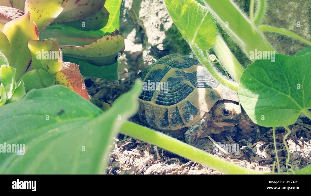 Turtle plant hi-res stock photography and images - Alamy
