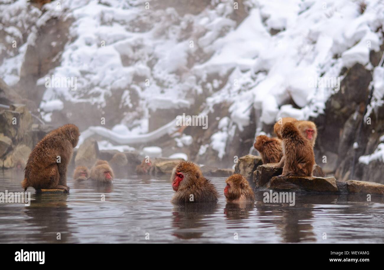 Group of japanese macaques hi-res stock photography and images - Alamy
