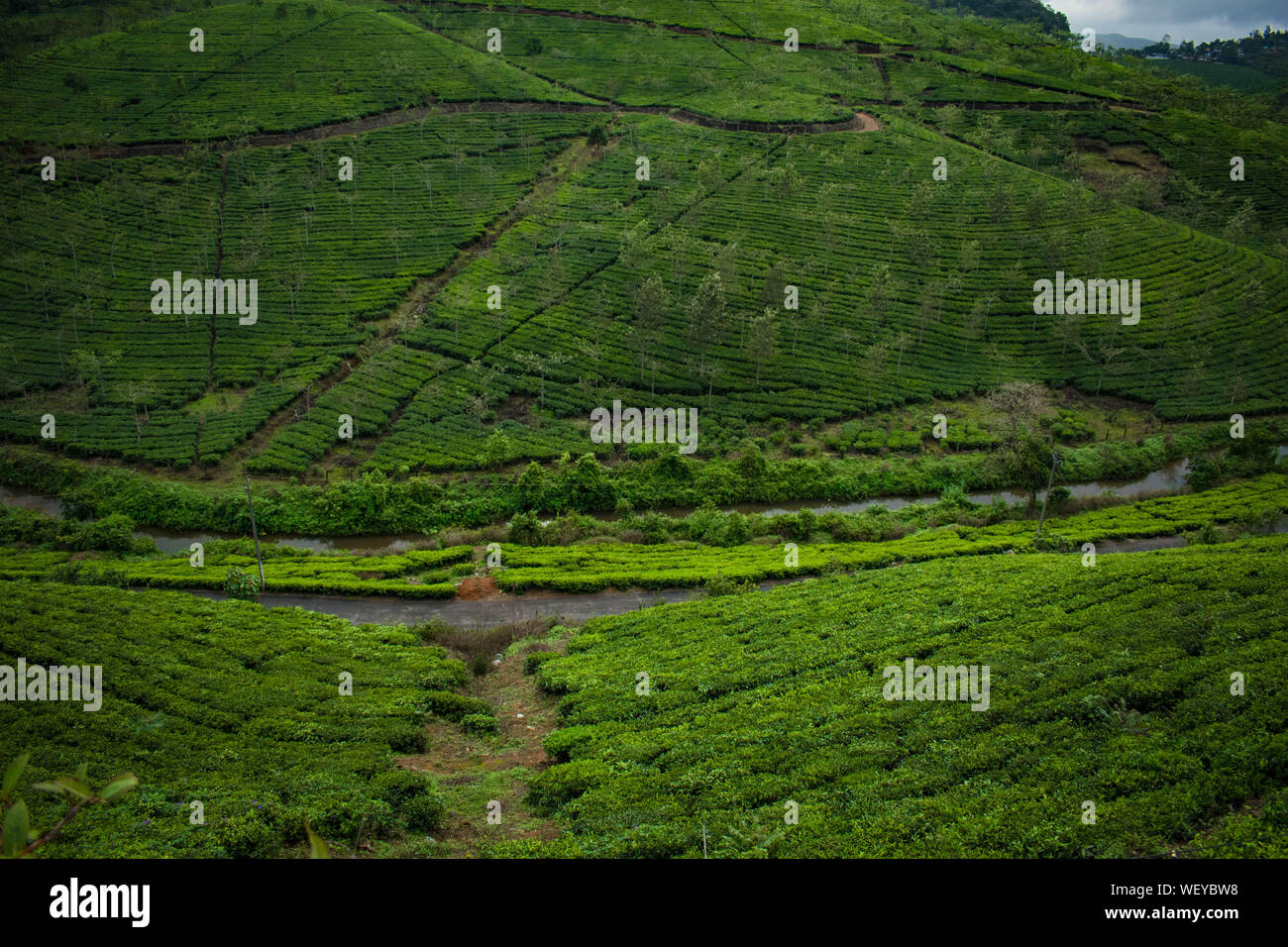 Tea plantations in Vagamon, Idukki. A part of Western Ghats in india ...