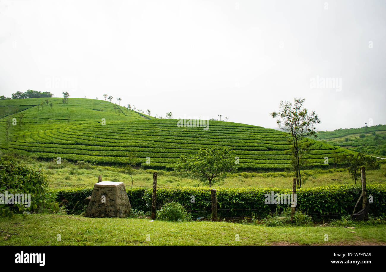 Tea plantations in Vagamon, Idukki. A part of Western Ghats in india ...