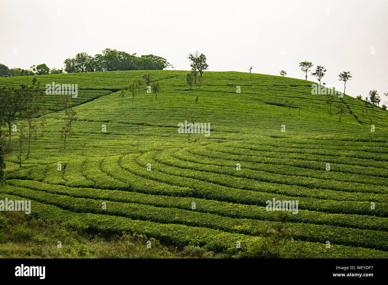 Tea plantations in Vagamon, Idukki. A part of Western Ghats in india ...