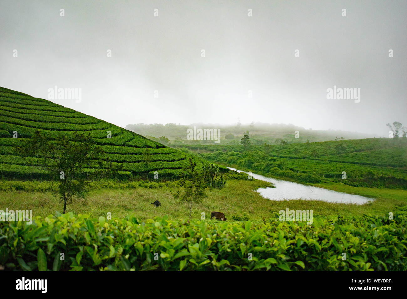 Vagamon hi-res stock photography and images - Alamy