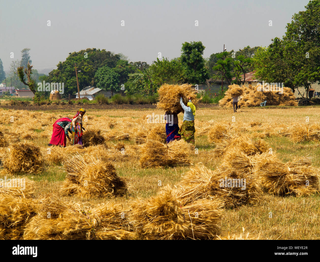 Indian woman working on the wheat fields at Kaladhungi, Uttarakhand ...