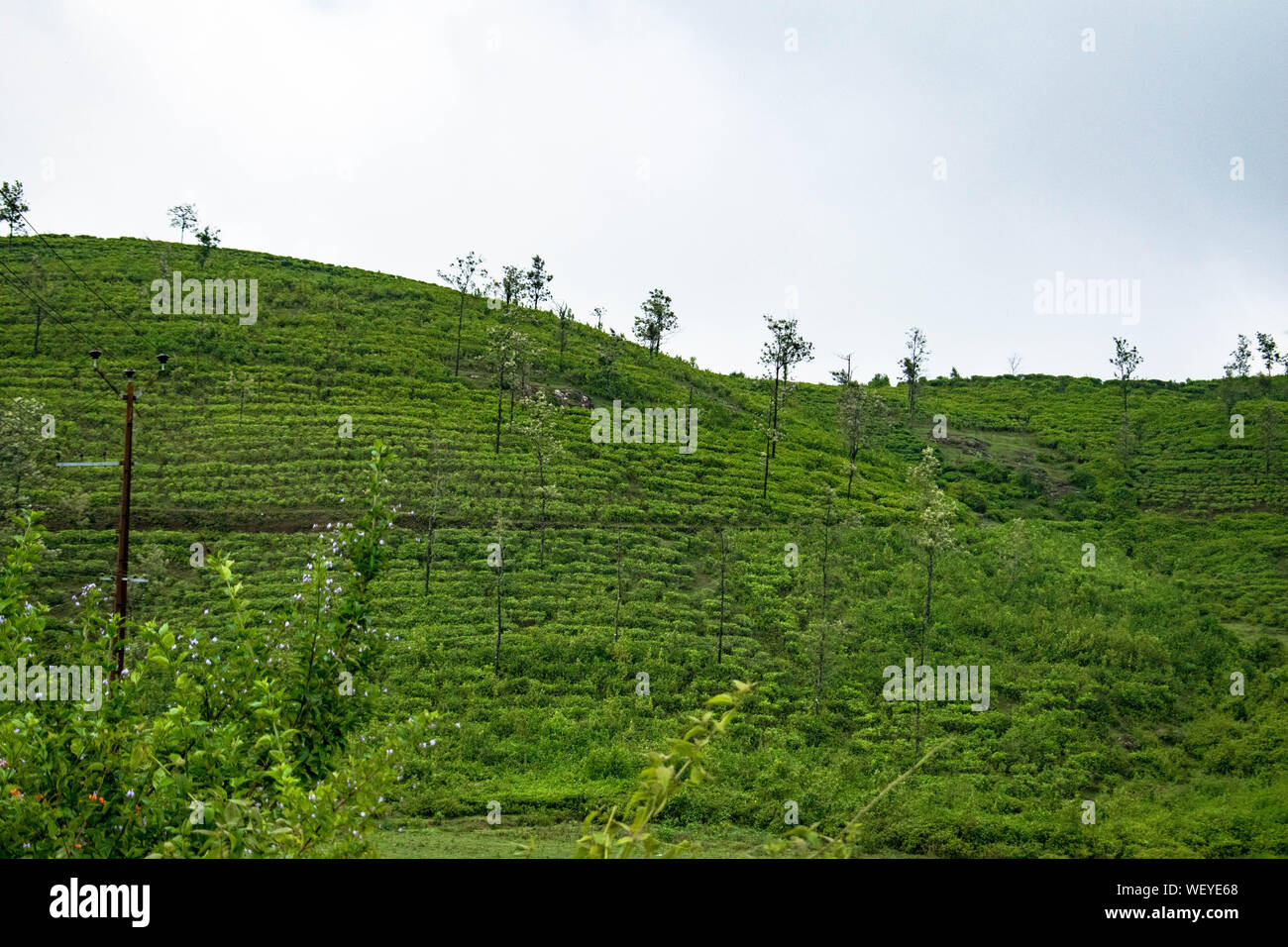Tea plantations in Vagamon, Idukki. A part of Western Ghats in india ...
