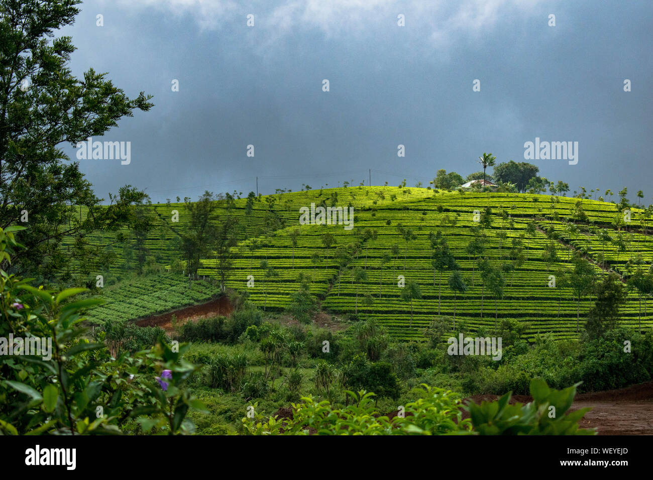 Tea plantations in Vagamon, Idukki. A part of Western Ghats in india ...