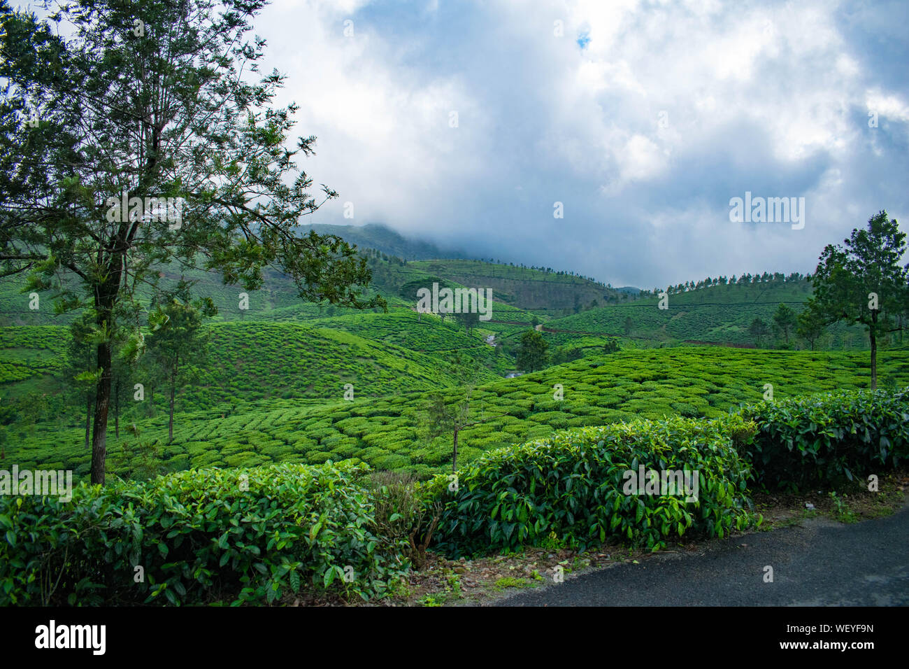 Tea plantations in Vagamon, Idukki. A part of Western Ghats in india ...