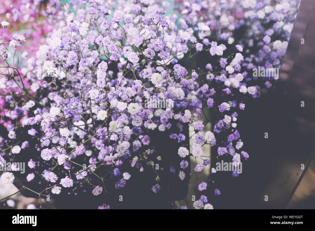 Purple Flowers High Resolution Stock Photography and Images - Alamy