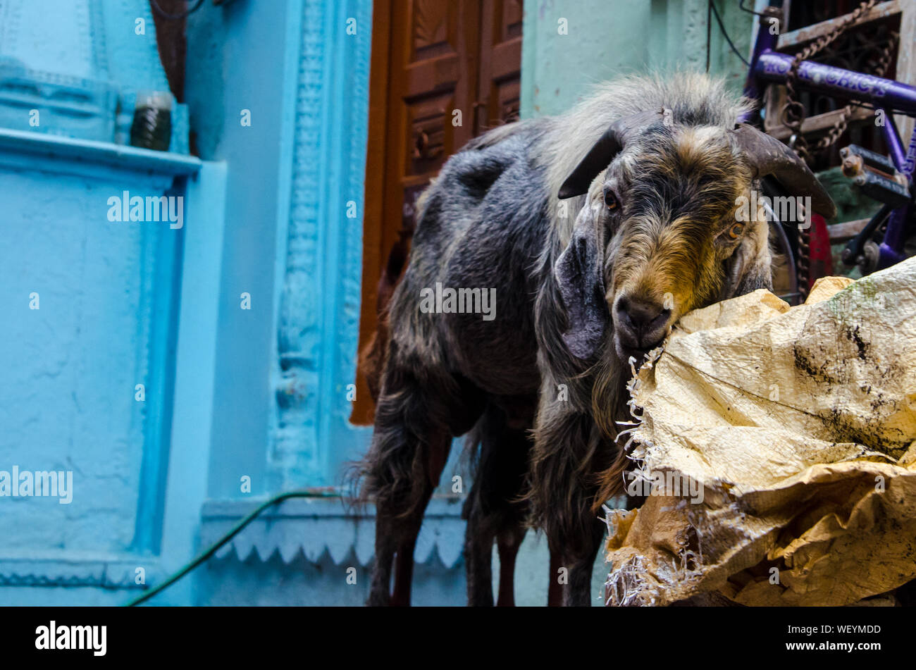 Goat House High Resolution Stock Photography and Images - Alamy