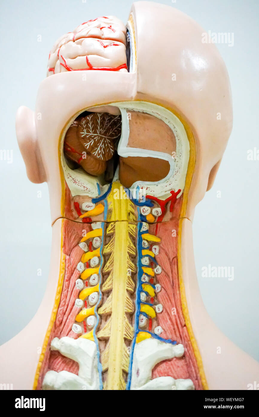 Anatomy classroom hi-res stock photography and images - Alamy