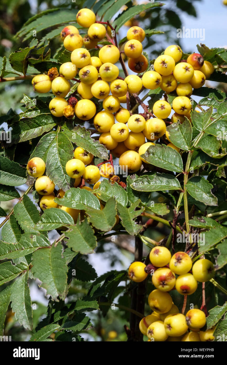 Sorbus sunshine hi-res stock photography and images - Alamy