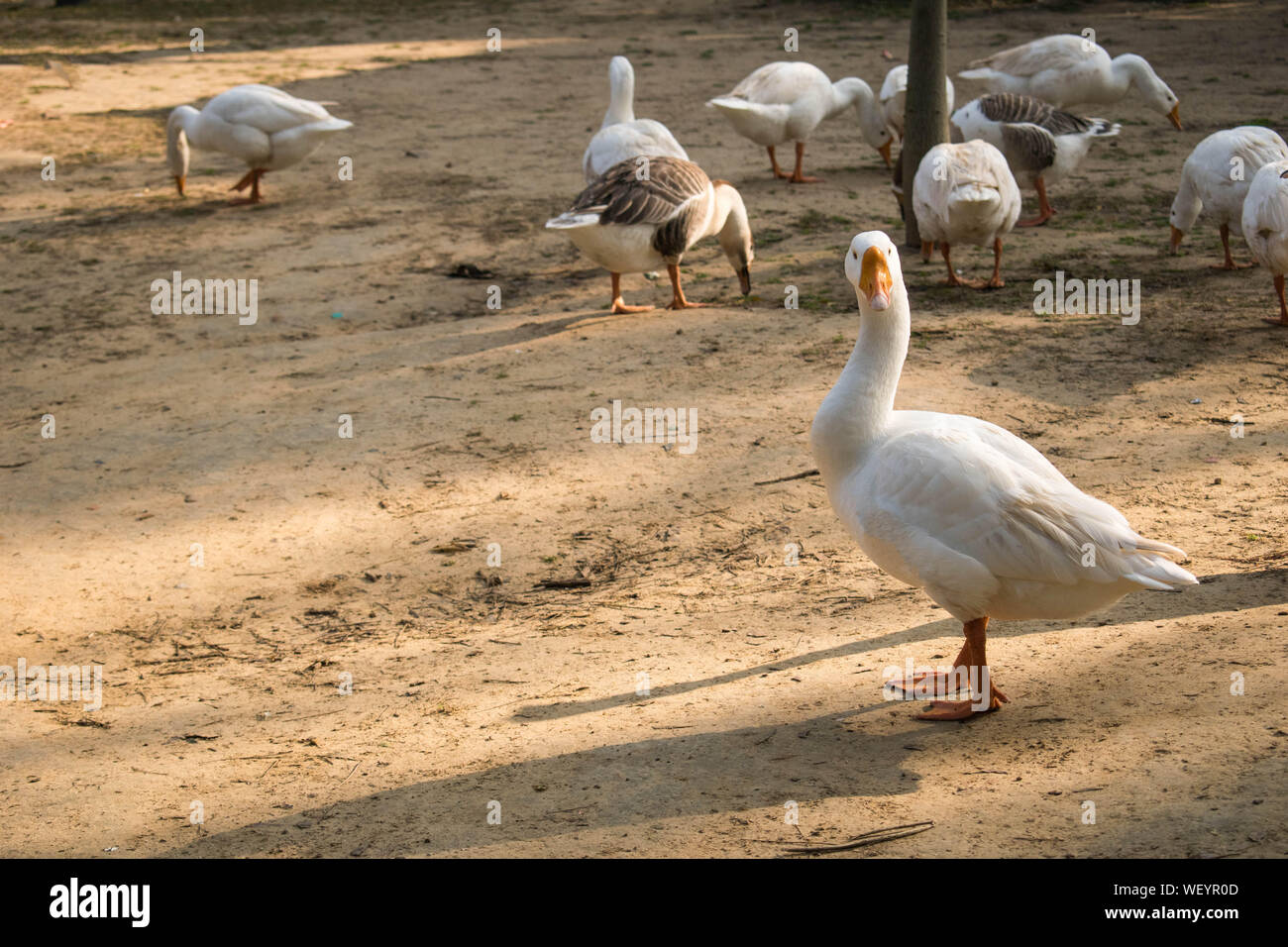Different poses made by a Swan or white duck ina . pond Stock Photo - Alamy