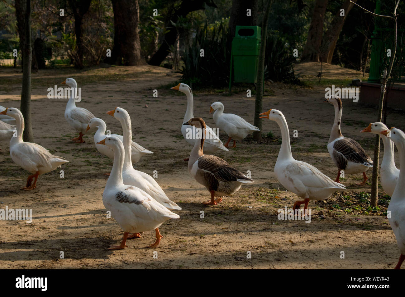 Different poses made by a Swan or white duck ina . pond Stock Photo - Alamy