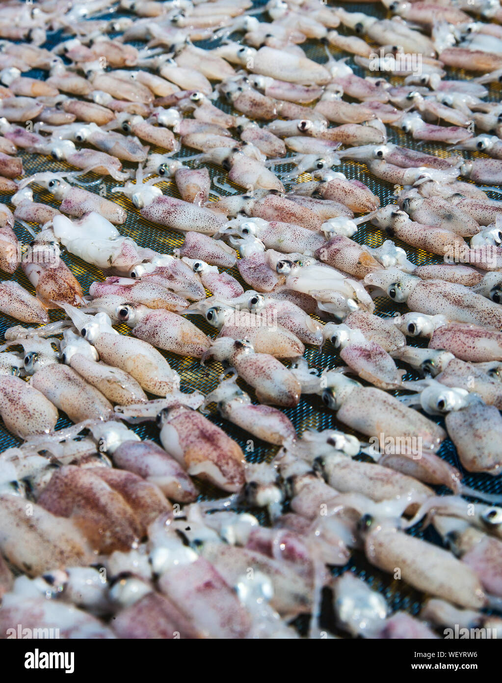 Dry Squid High Resolution Stock Photography and Images - Alamy