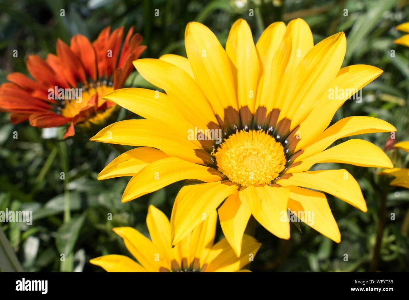 A close up shot of flowers in the garden making perfect wallpaper ...