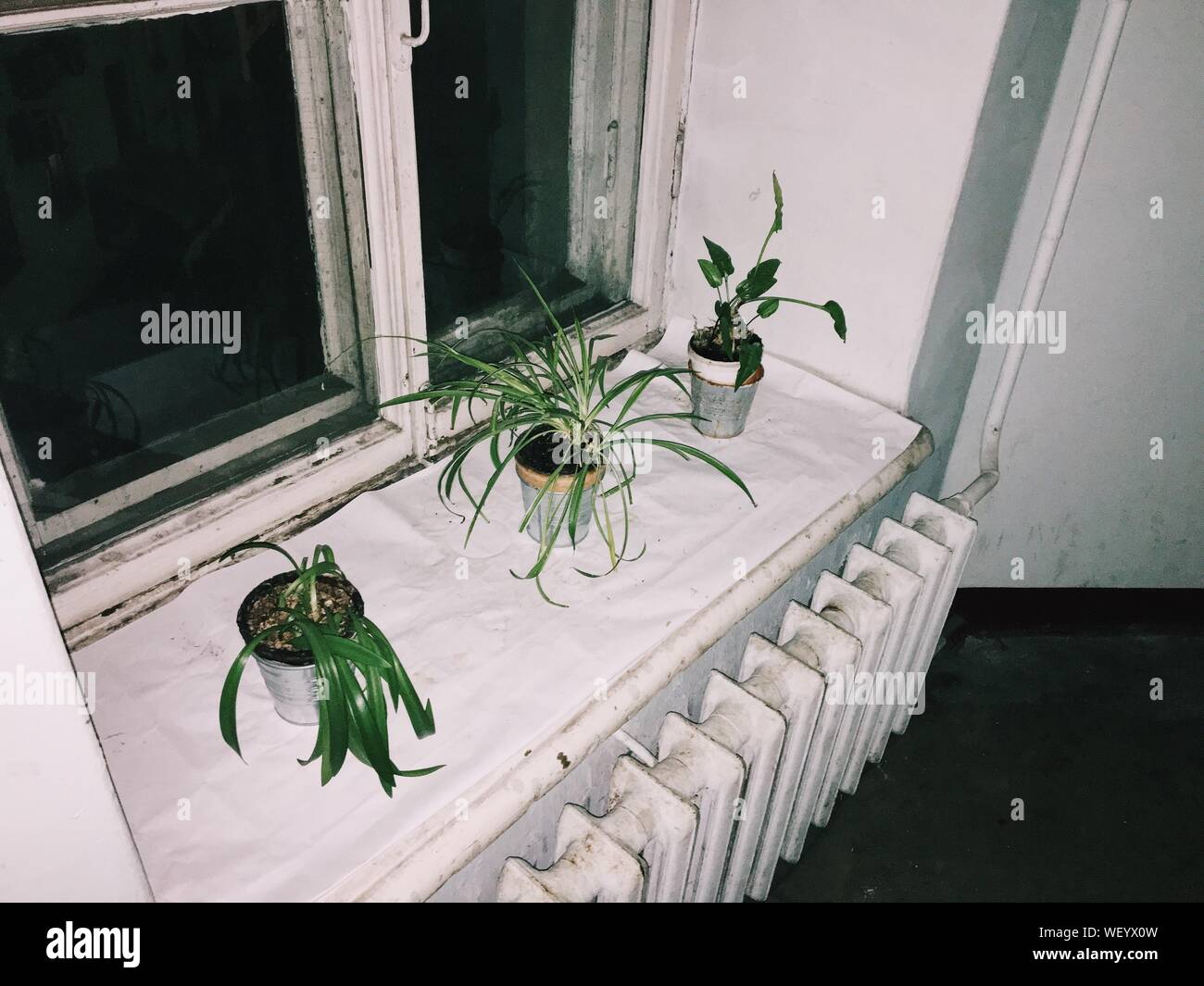 Three pot plants hi-res stock photography and images - Alamy