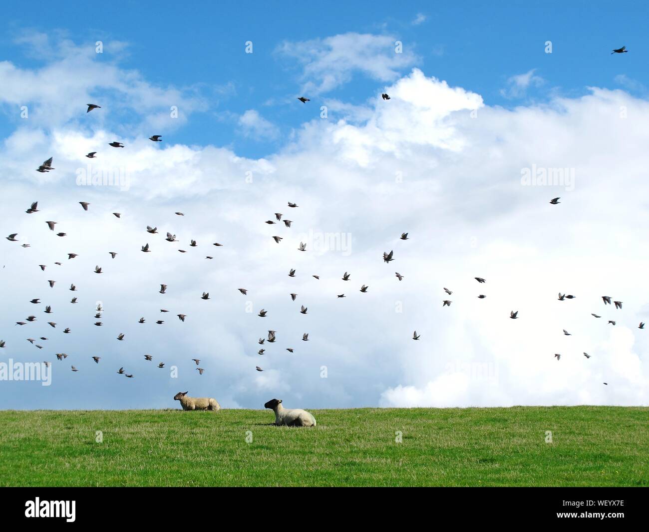 Flying sheep hi-res stock photography and images - Alamy