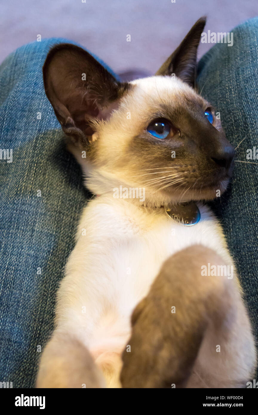 Lap body part hi-res stock photography and images - Alamy