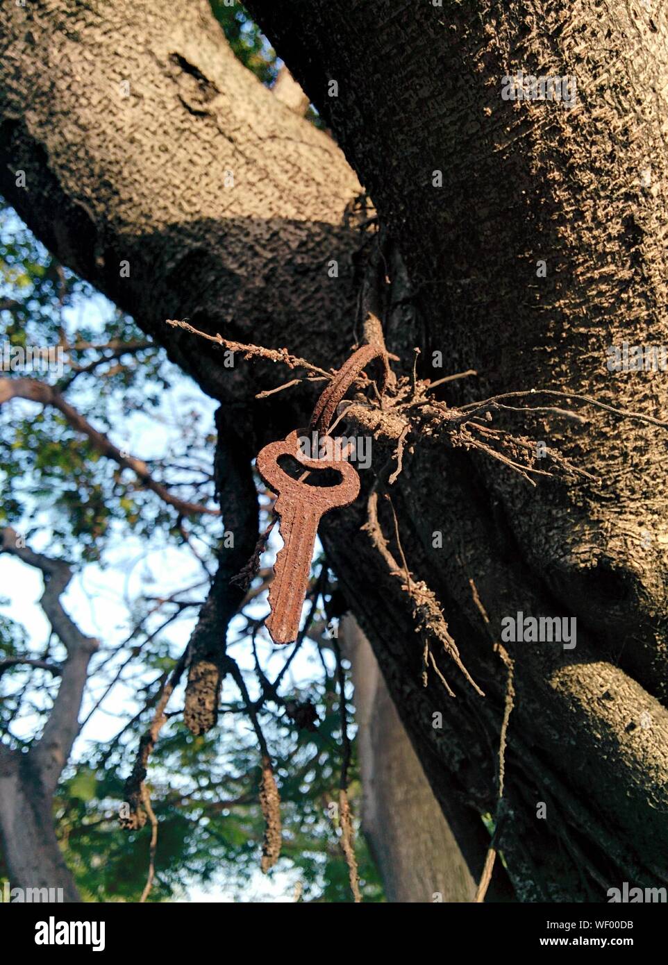 Key tree hi-res stock photography and images - Alamy