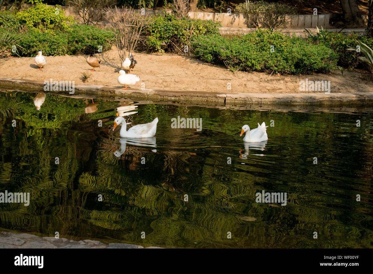 Different poses made by a Swan or white duck ina . pond Stock Photo - Alamy