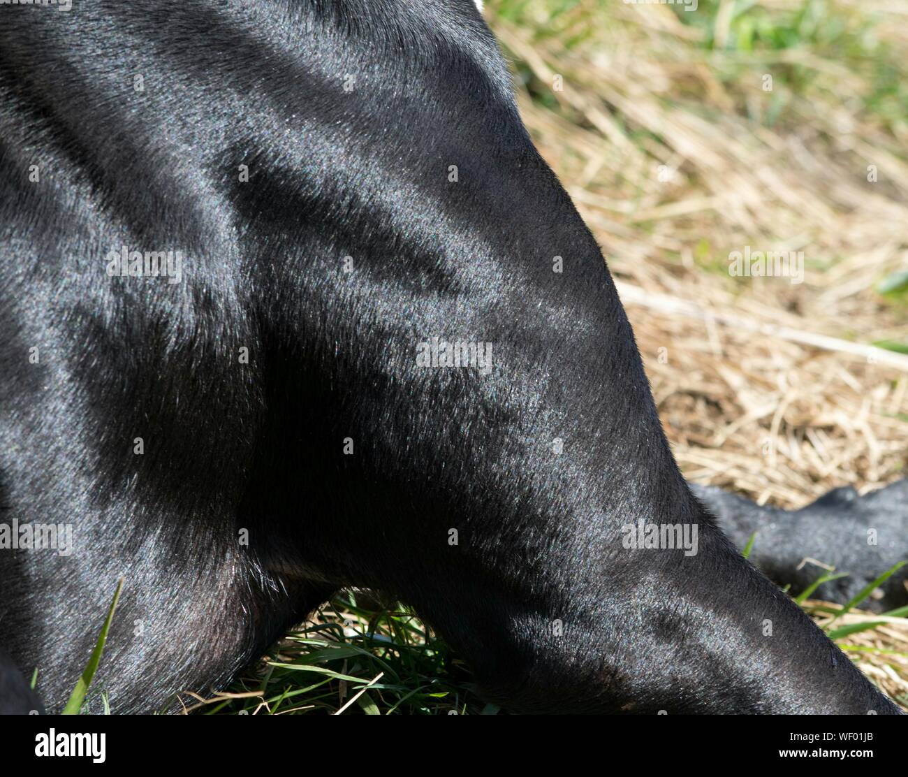 One Leg Up One Leg Down High Resolution Stock Photography and Images ...