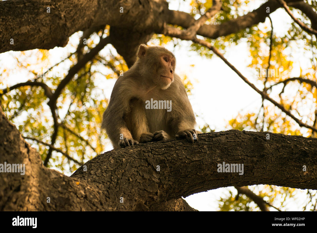Moneky in a tree hi-res stock photography and images - Alamy