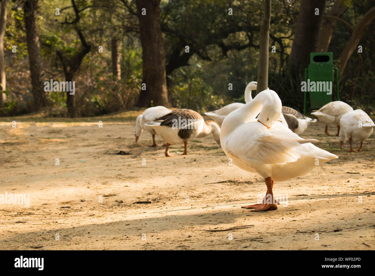 Different poses made by a Swan or white duck ina . pond Stock Photo - Alamy