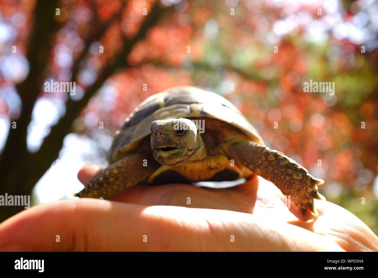Person holding turtle hi-res stock photography and images - Alamy