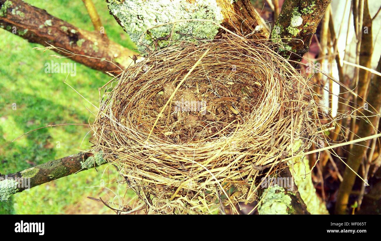 Empty nest empty hi-res stock photography and images - Alamy
