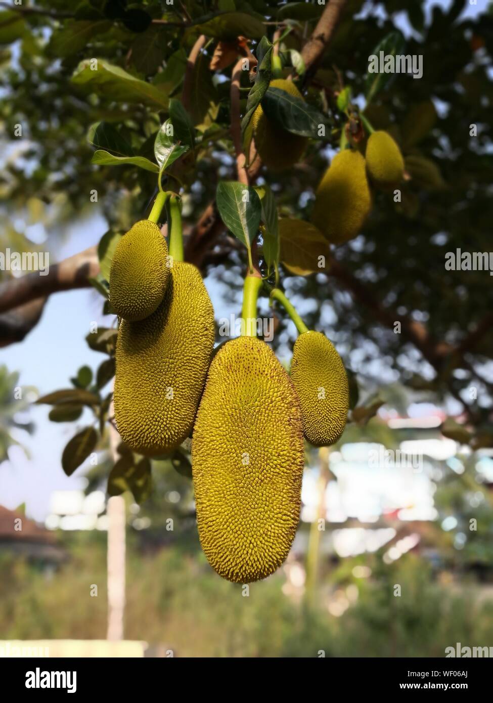 Jackfruit Growing On Tree In High Resolution Stock Photography and ...