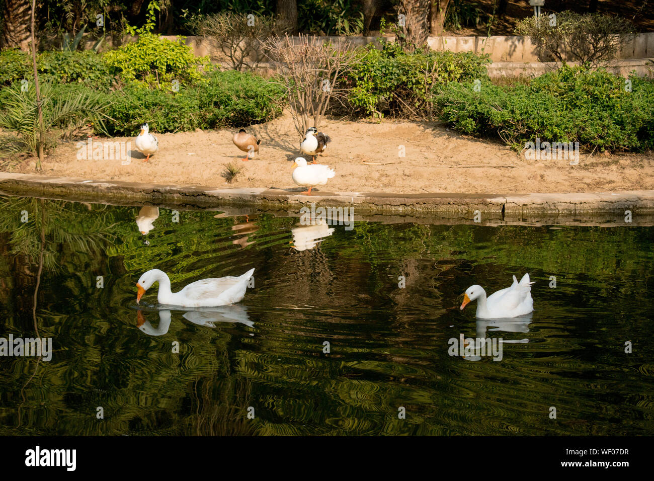 Different poses made by a Swan or white duck ina . pond Stock Photo - Alamy