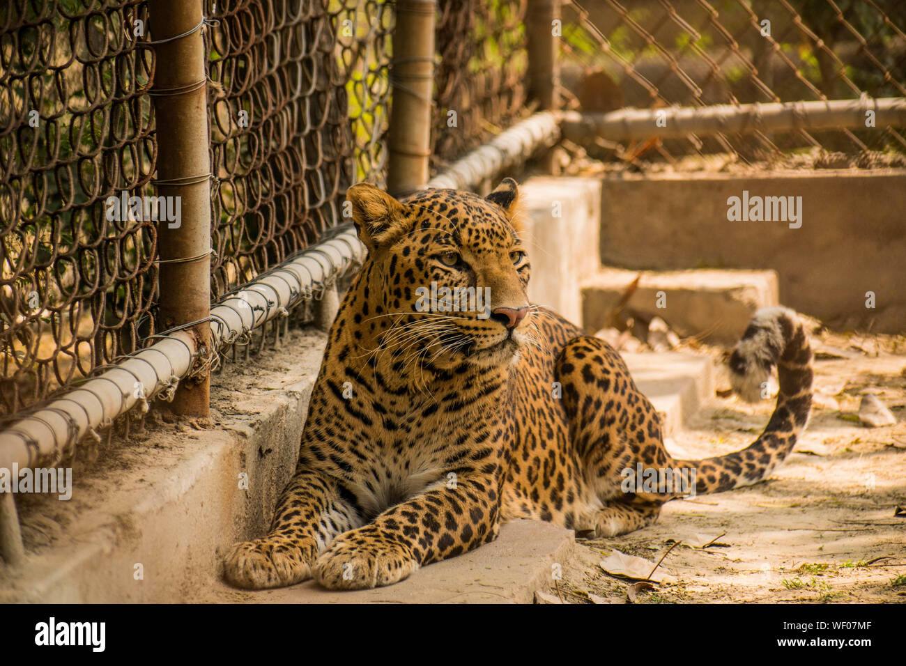 Death stare hi-res stock photography and images - Alamy