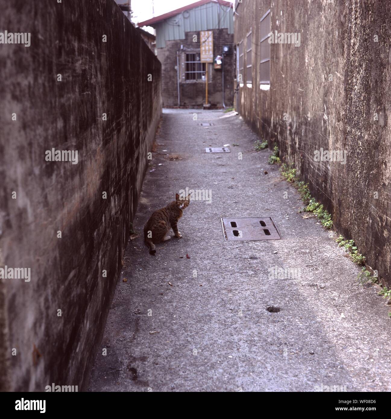 Cat pathway hi-res stock photography and images - Alamy
