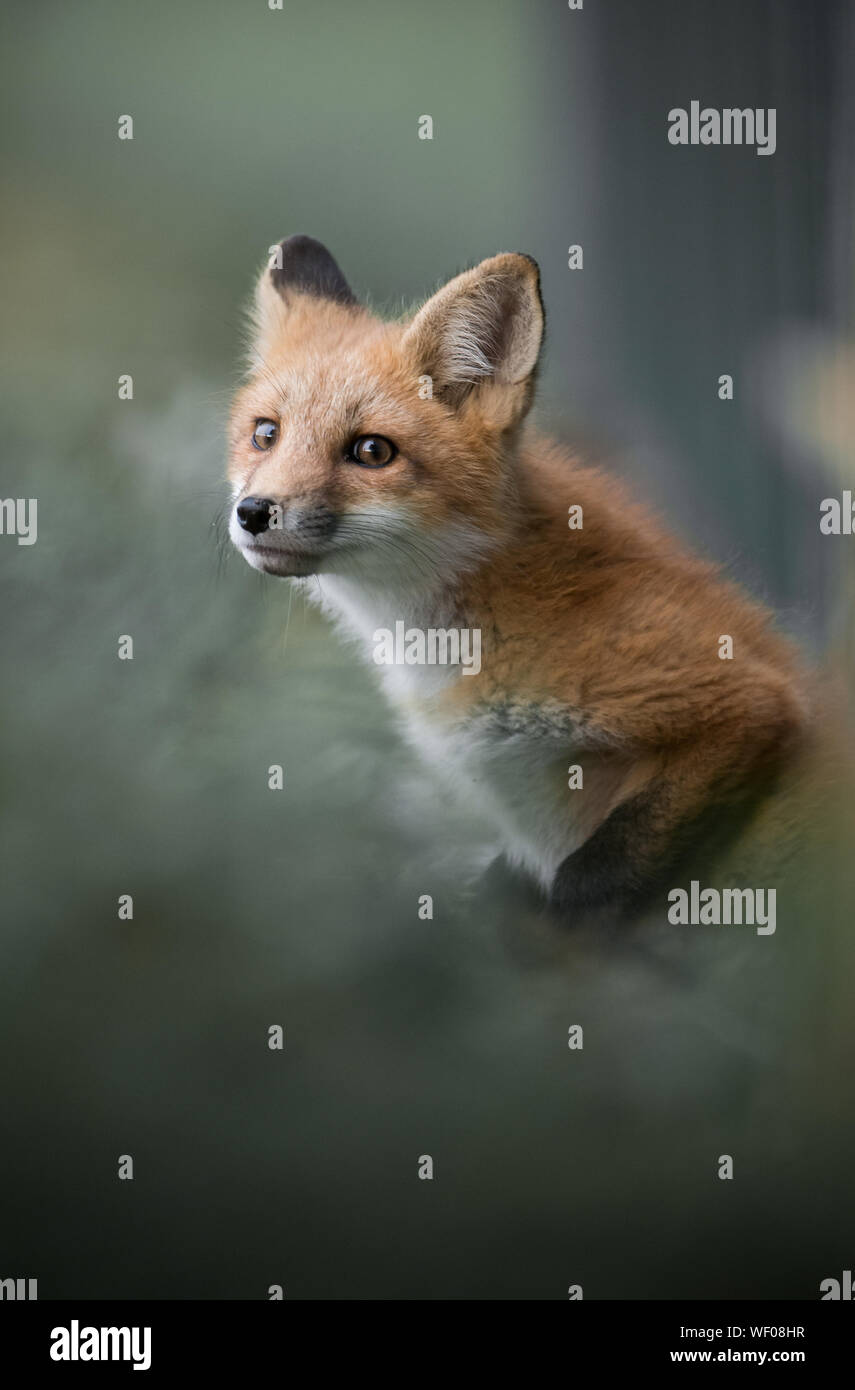 Fox looking up hi-res stock photography and images - Alamy
