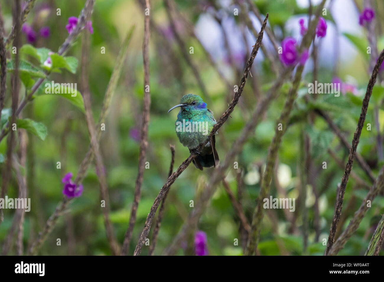 Hummingbird, Costa Rica Stock Photo - Alamy