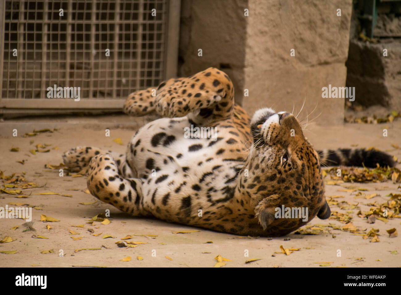 Death stare hi-res stock photography and images - Alamy