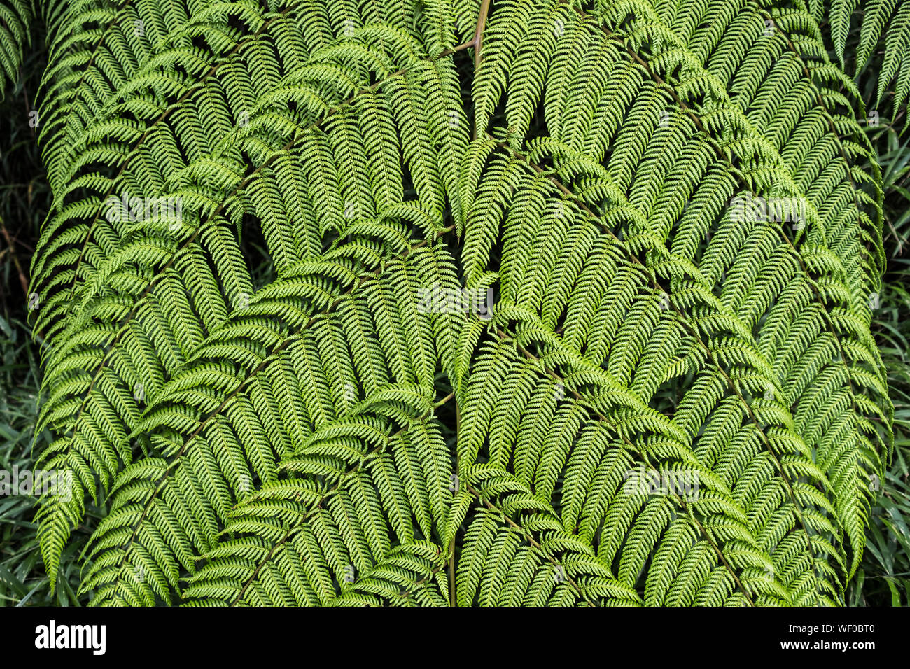 Giant fern leaf, Costa Rica Stock Photo - Alamy