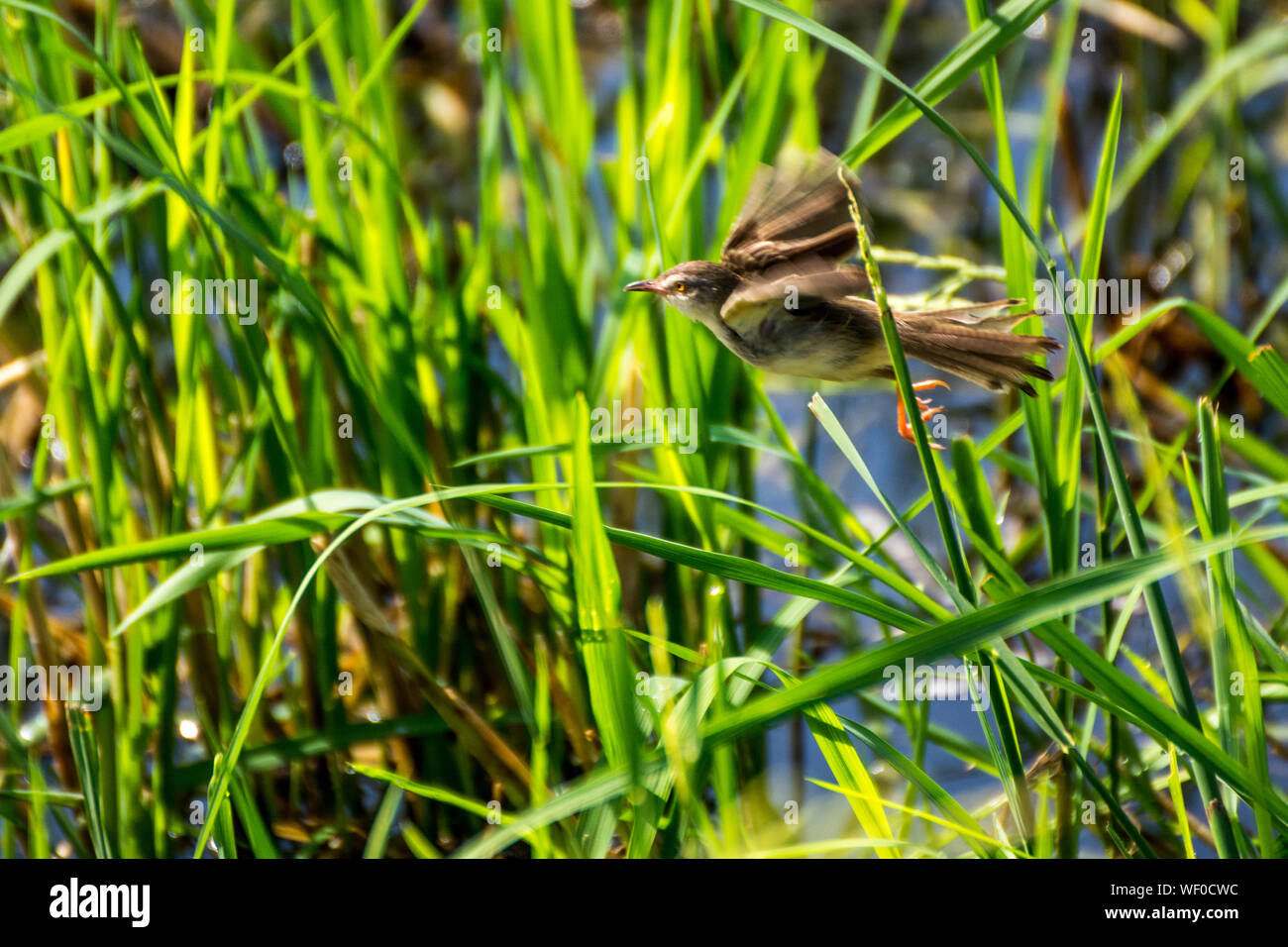 Flying grass hi-res stock photography and images - Alamy