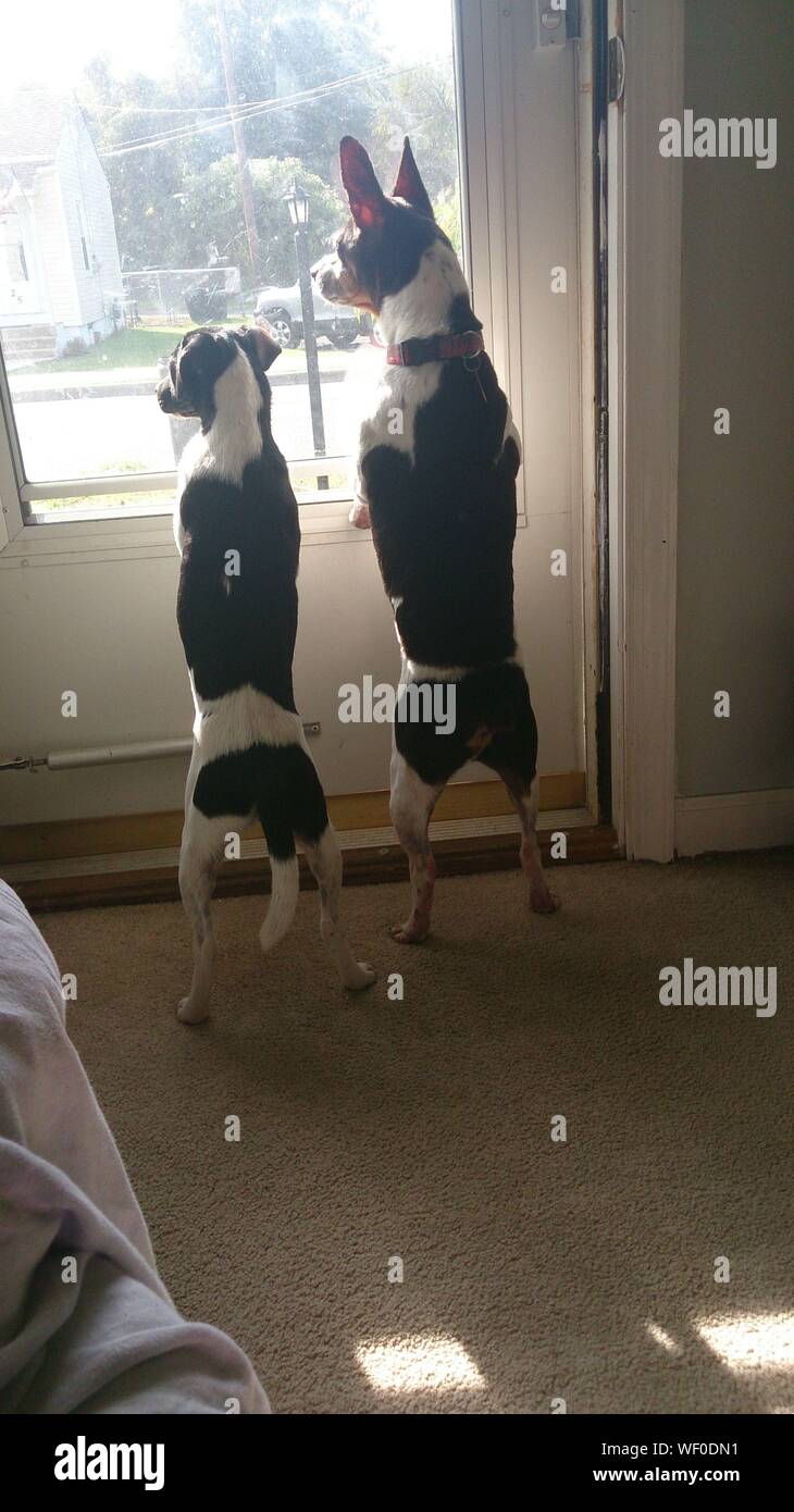 Dogs home window hi-res stock photography and images - Alamy