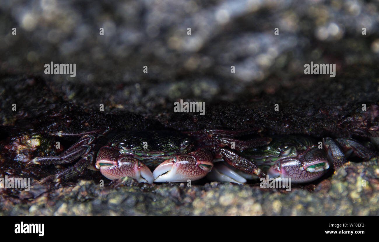 Crabs in rocks hi-res stock photography and images - Alamy
