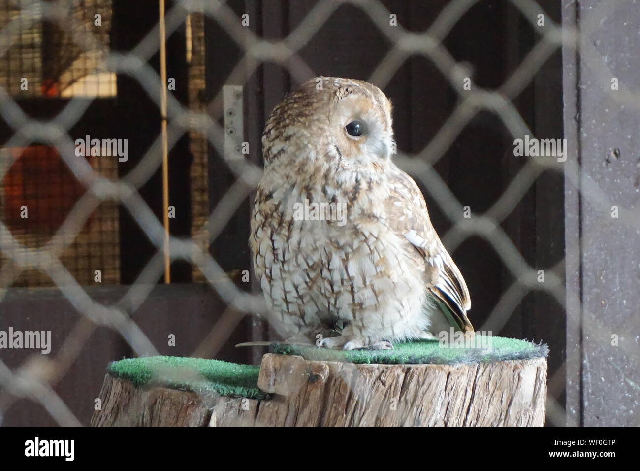 Owl Cage High Resolution Stock Photography and Images - Alamy