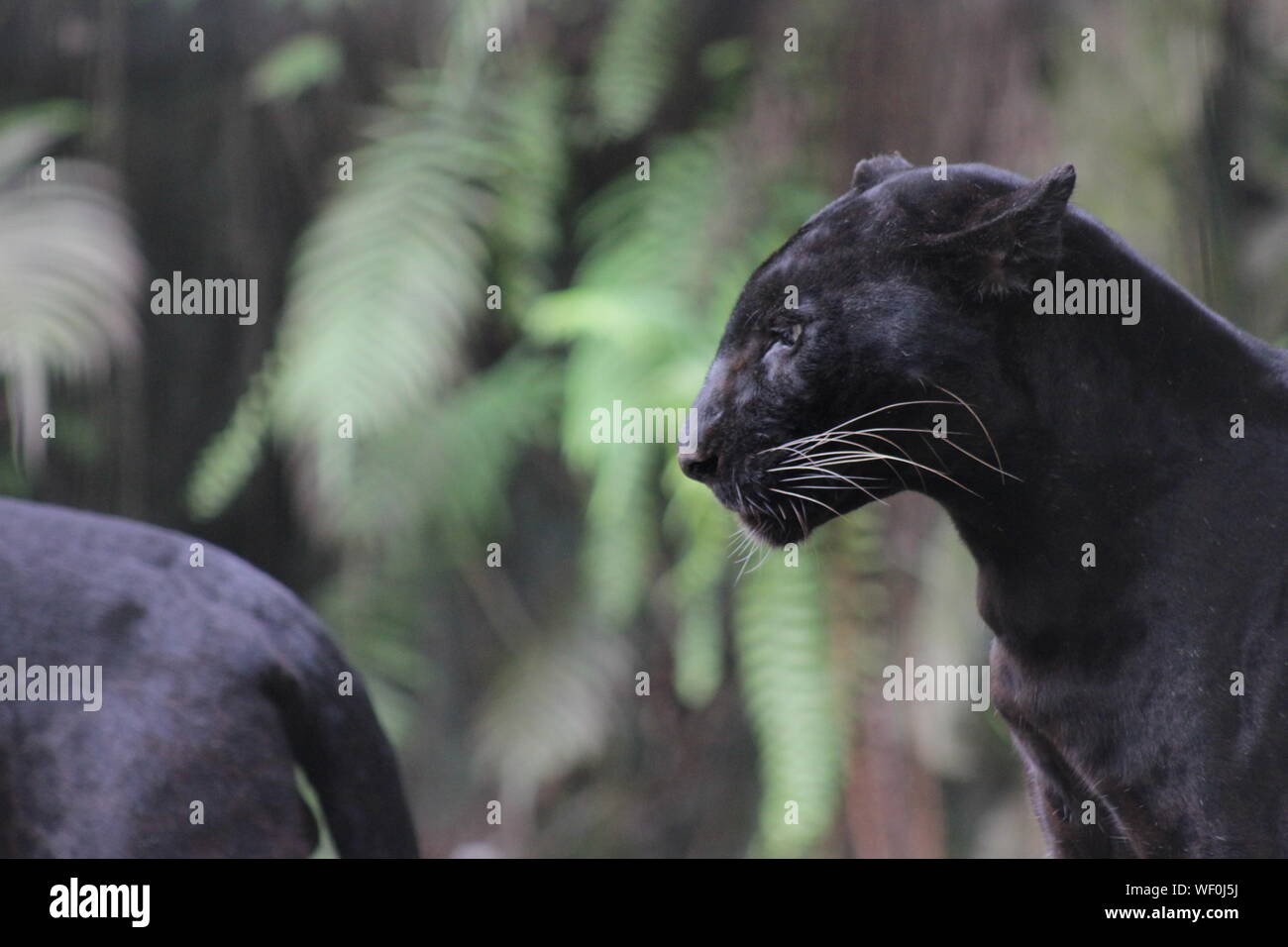 Black leopard tree hi-res stock photography and images - Alamy
