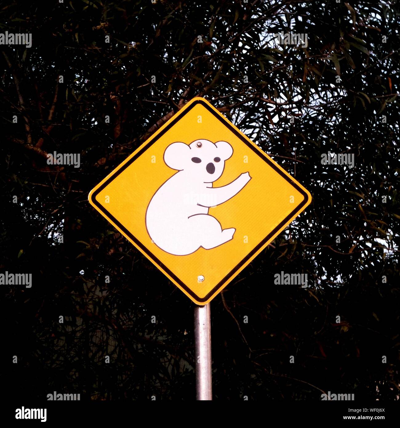 Koala trees hi-res stock photography and images - Alamy