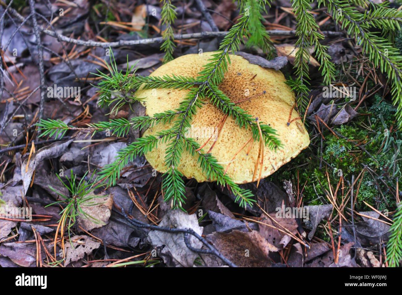 Xerocomus badius mushroom is growing in the forest Stock Photo - Alamy