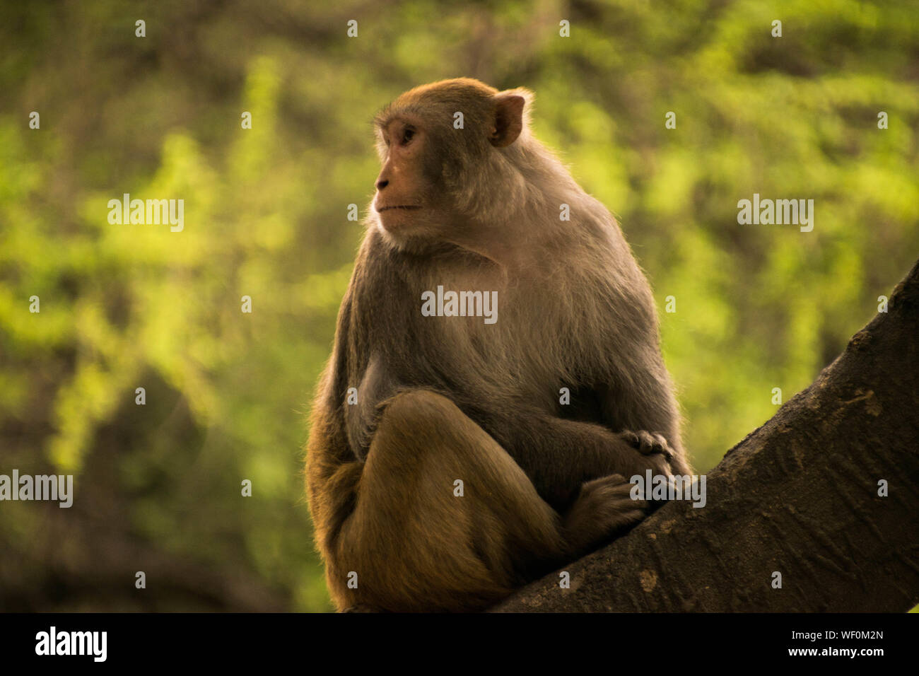 Monkey sitting on a branch of a tree or something which is its natural ...